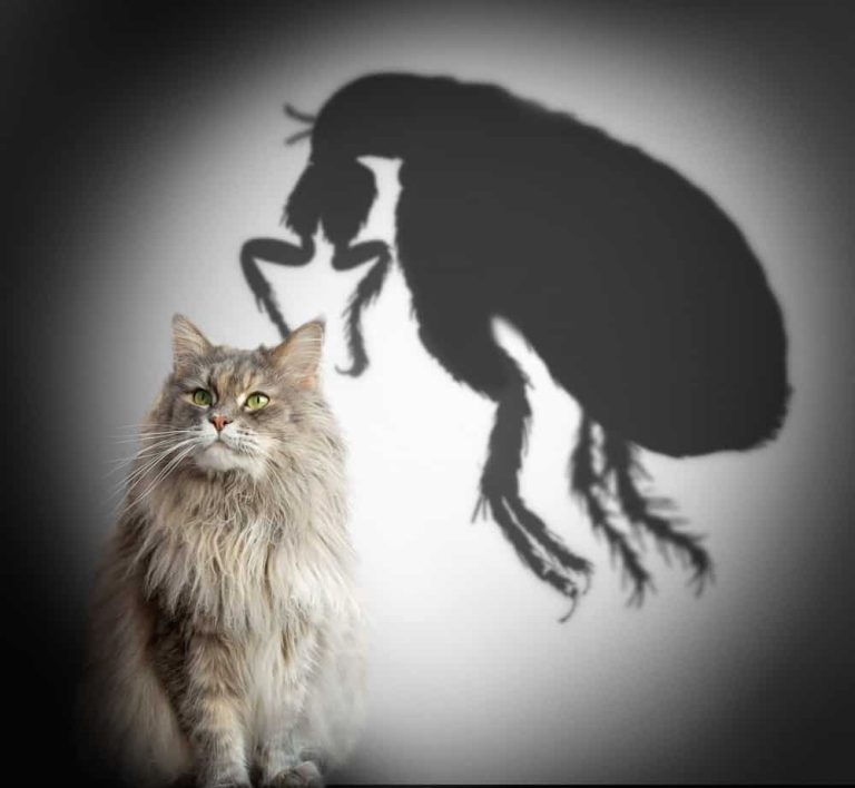 10 Reasons Why Your Cat Is Leaving Red Spots On The Floor - PetsBeam.com