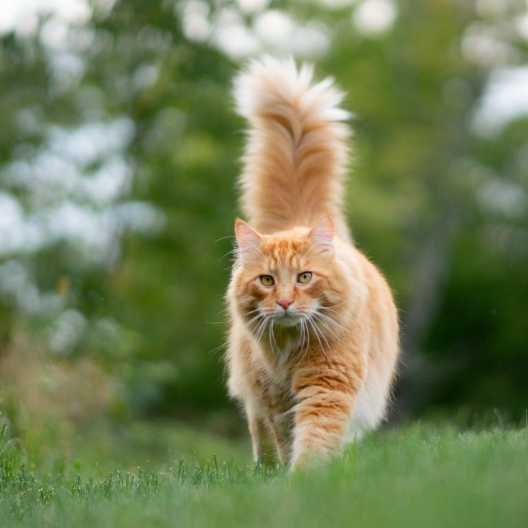 Cat Tail Fluffed Up (What Is My Cat Trying To Tell You?) - PetsBeam.com