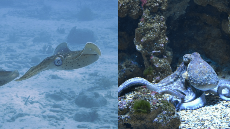 Difference Between A Squid And Octopus - PetsBeam.com