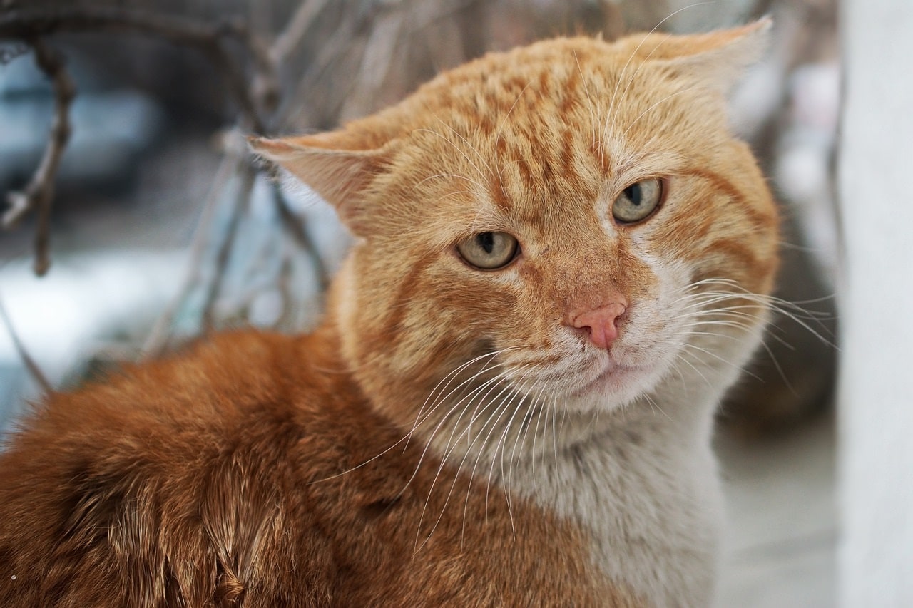 Why Do Tomcats Have Big Heads Size Does Matter PetsBeam Why Do Tomcats Have Big Heads Size Does Matter PetsBeam