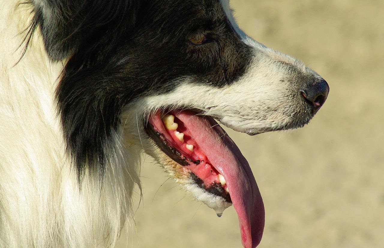 Dog s Lips Turning Pink 11 Reasons Why And What To Do About It Dog s Lips Turning Pink 11 Reasons Why And What To Do About It