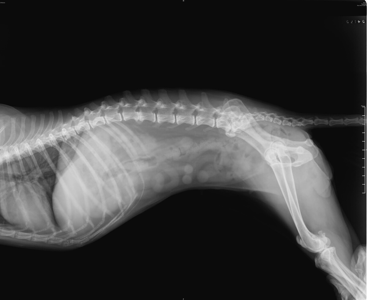 10 Reasons Why Your Dog Keeps Sitting Down Abruptly (A Few Surprises ...