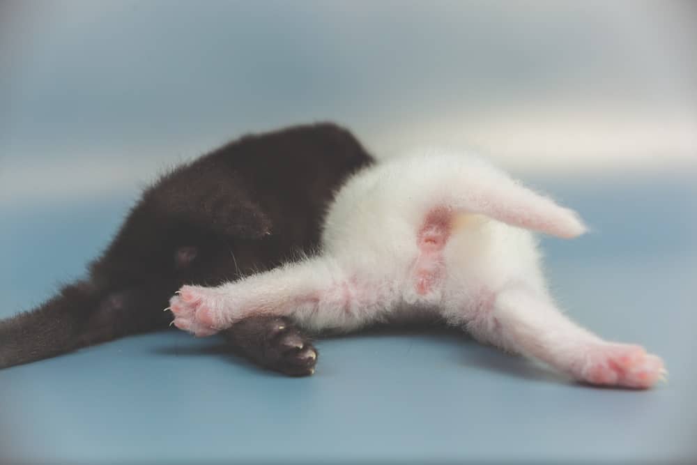 Black Spots On Cat s Anus What Is It PetsBeam Black Spots On Cat s Anus What Is It PetsBeam