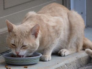 A Stray Cat Won't Leave Me Alone? (What Should I Do?) - PetsBeam.com