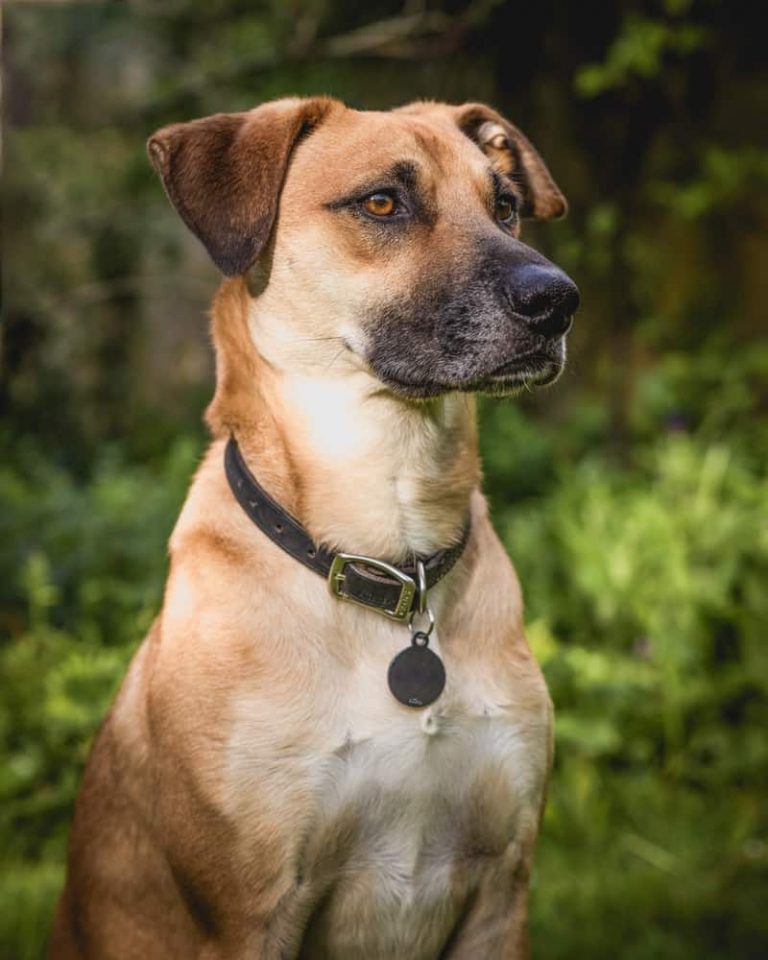 Cur Beagle Mix (A Recipe For Disaster?) - PetsBeam.com