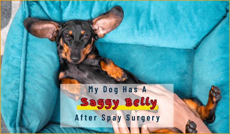 My Dog Has A Saggy Belly After Spay Surgery (Is This Normal ...