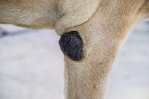 Dog's Elbow Is Bleeding (Here's What You Need To Do) - PetsBeam.com