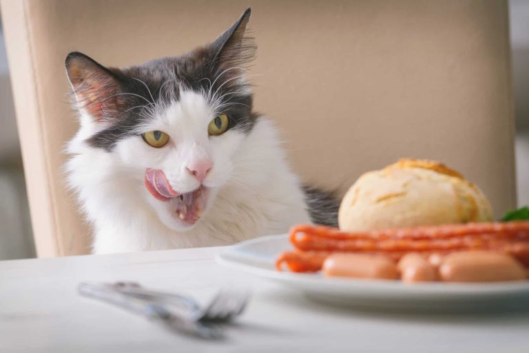 Cat Saliva On Human Food (How Safe Is It To Eat?) - PetsBeam.com