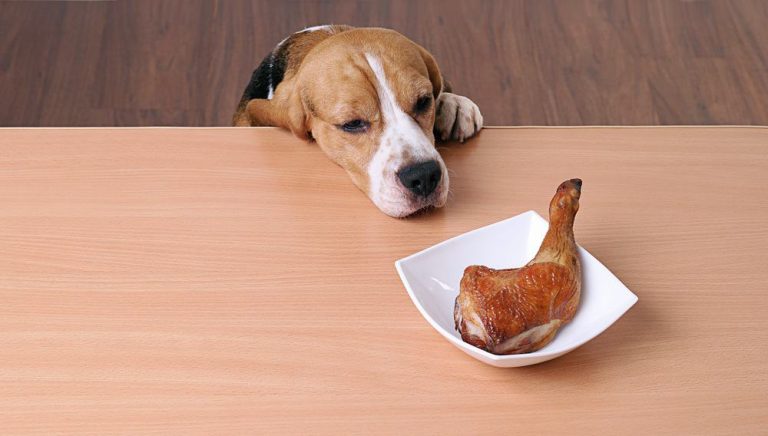 Can Dogs Eat Rotisserie Chicken? (Here's What You Need To Know ...
