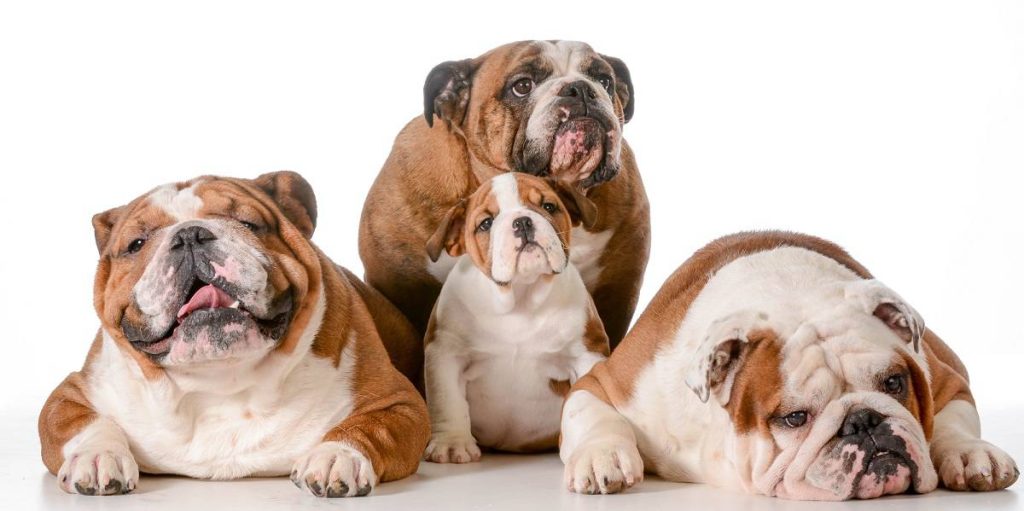 Australian Bulldog Vs English Bulldog (What's The Difference ...