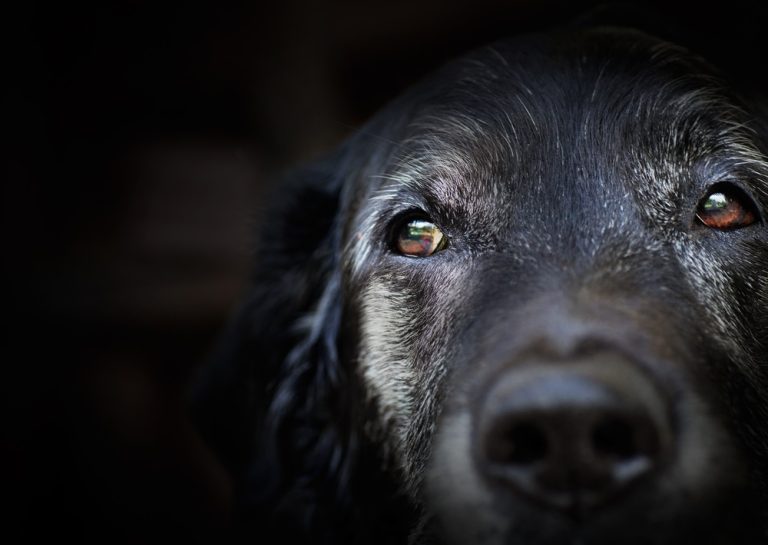 Why Are My Dog's Lips Changing Color And Turning Pink? (11 Possible ...