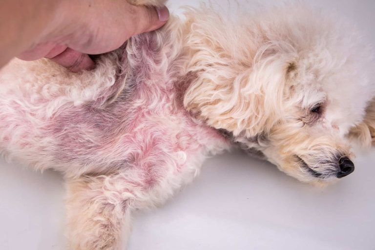 Green Spots On Your Dog s Skin Here s What You Need To Know