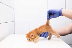 Cat's Tail Bleeding (A Comprehensive Guide To Managing Tail Injuries ...