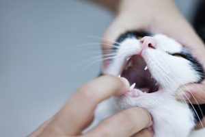 Caring For A Cat With No Teeth (A Comprehensive Care & Feeding Guide ...