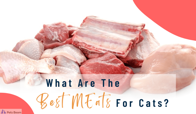 What Are The Best Meats For Cats? (Purr-fect Protein) - PetsBeam.com