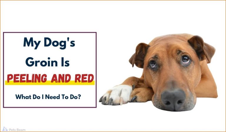 Why Is My Dog's Groin Peeling And Red? - PetsBeam.com