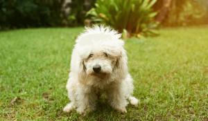 Why Is My Dog Not Pooping After Eating Chicken And Rice? (Understanding ...