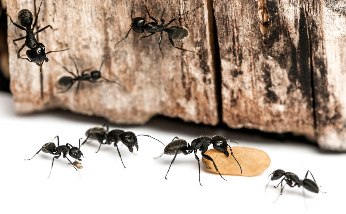 8 Common Little Black Bugs On Dogs (Are They Harmful?) - PetsBeam.com
