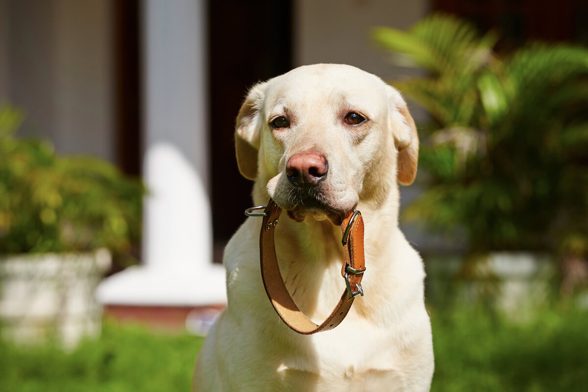 12 Essential Items For Your New Dog (Ultimate Dog Starter Pack ...