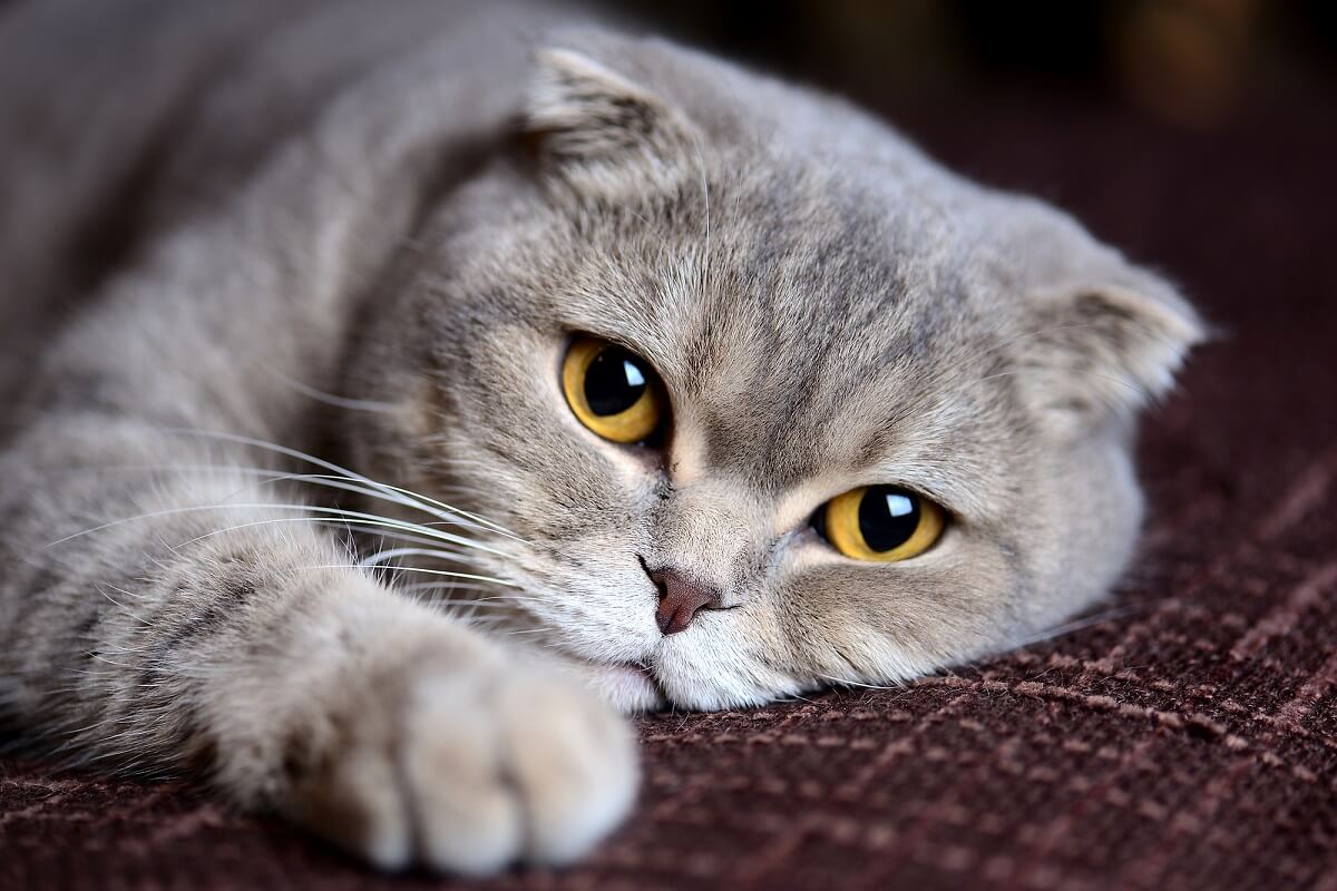 What To Expect After Your Cat Has Its Catheter Removed (Recovery ...