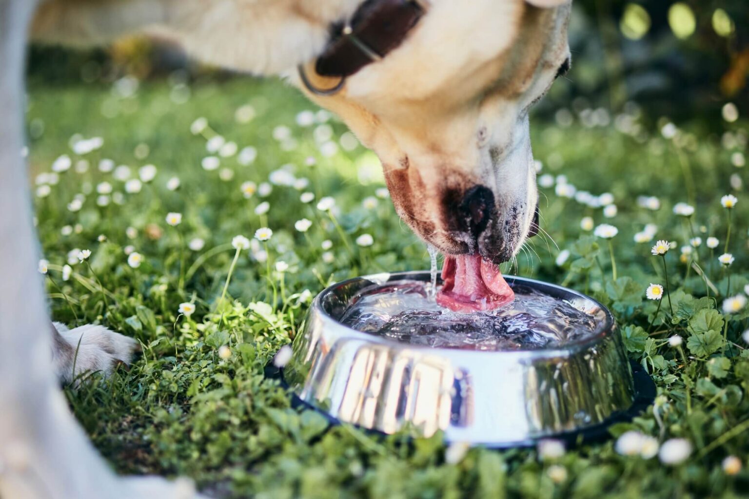 My Dog Drips Water Everywhere After Drinking (How To Stop It ...