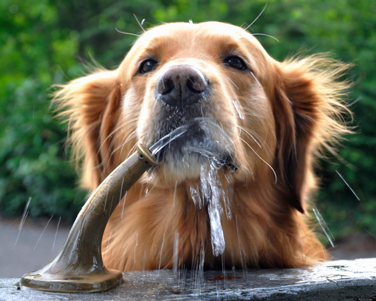My Dog Drips Water Everywhere After Drinking (How To Stop It ...
