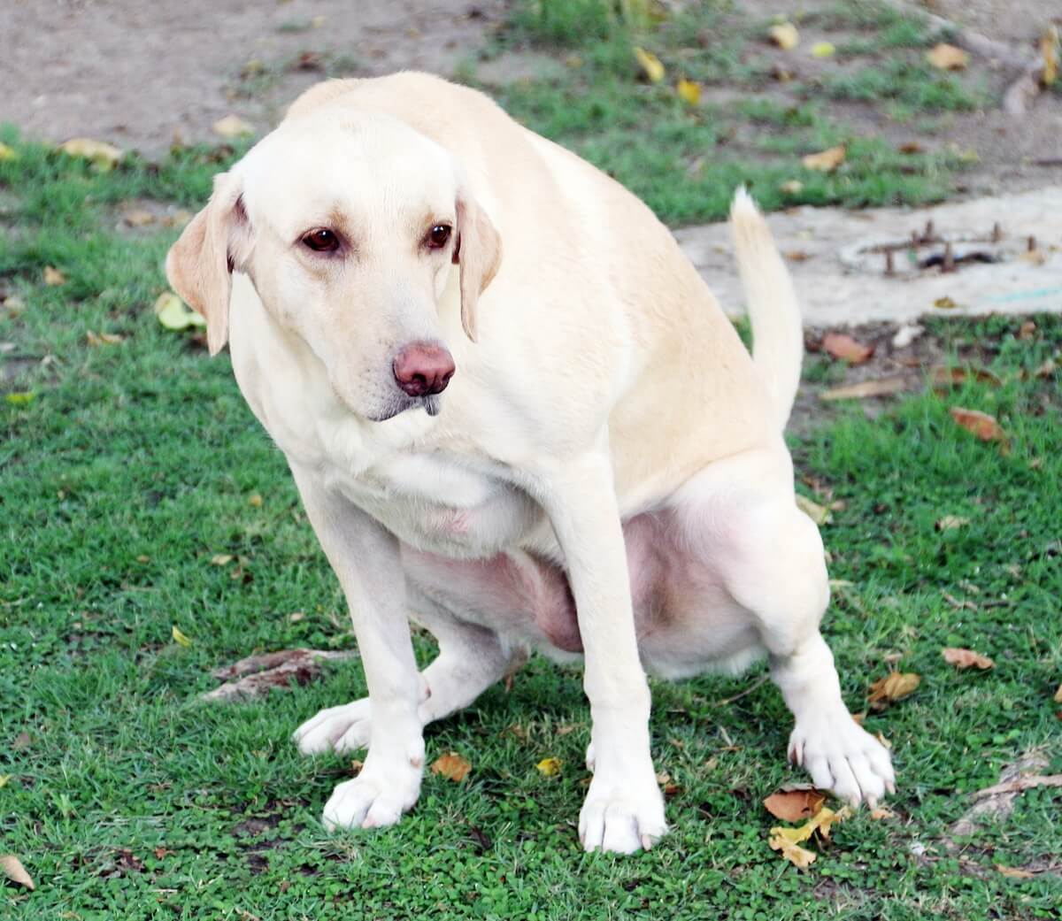 Why Does My Male Dog Leak Fluid? (6 Possible Causes) - PetsBeam.com