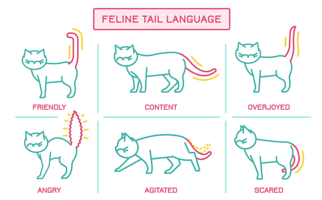 Unlocking The Secrets Of Cat Body Language A Comprehensive Guide Unlocking The Secrets Of Cat Body Language A Comprehensive Guide
