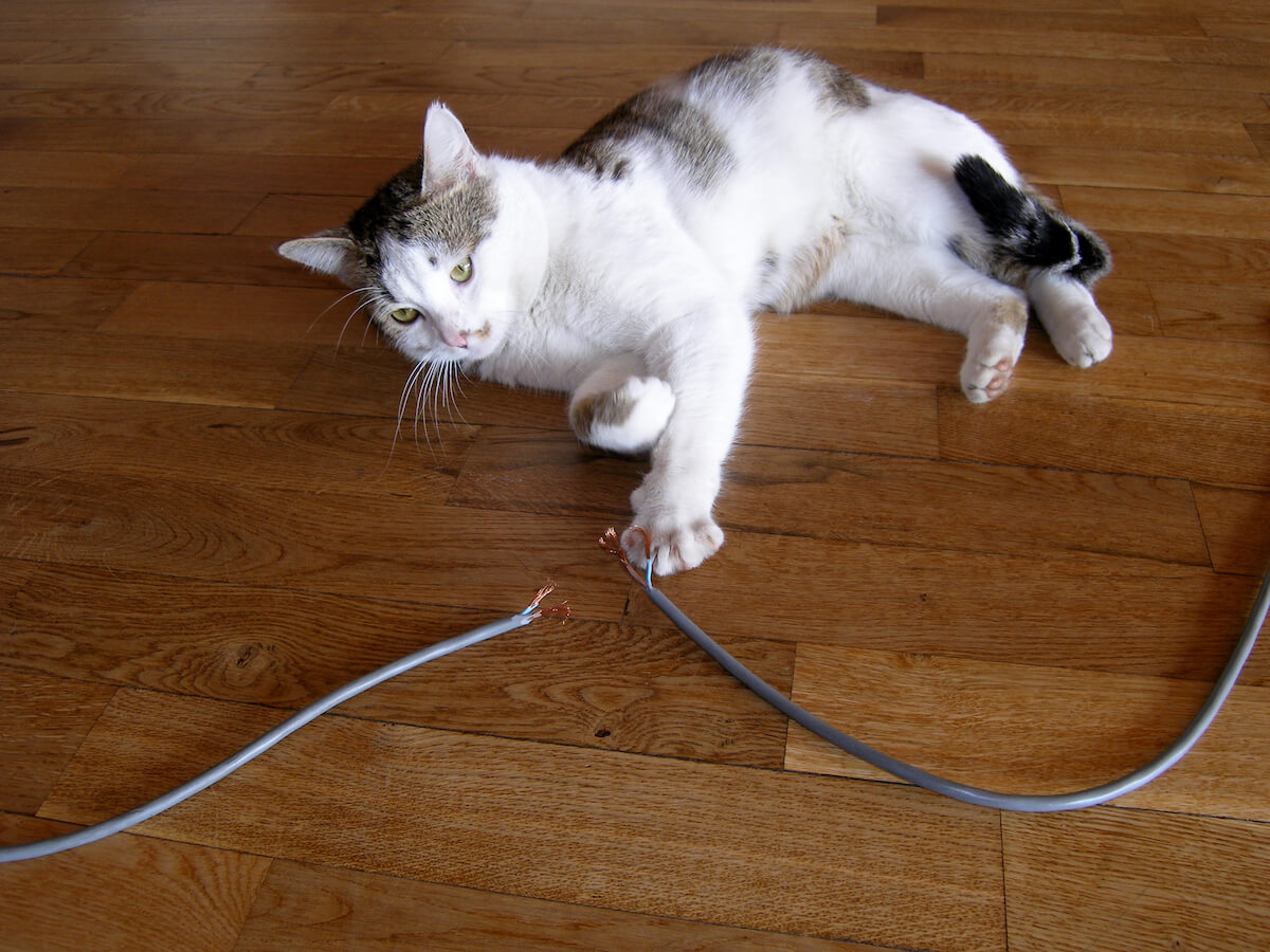 13 Genius Hacks To Cat-Proof Your Home - PetsBeam.com