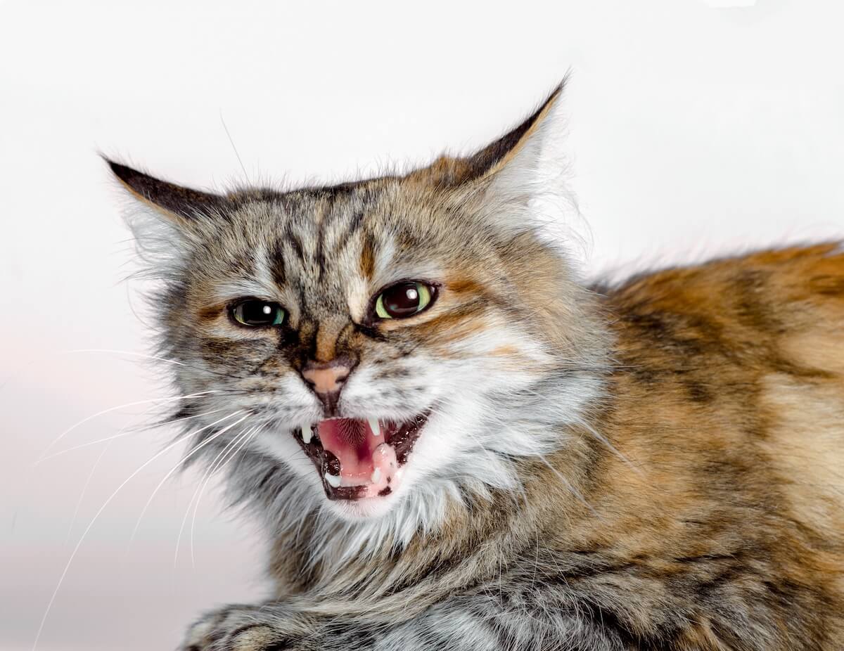 Is My Cat Play Fighting Or Really Angry? - PetsBeam.com